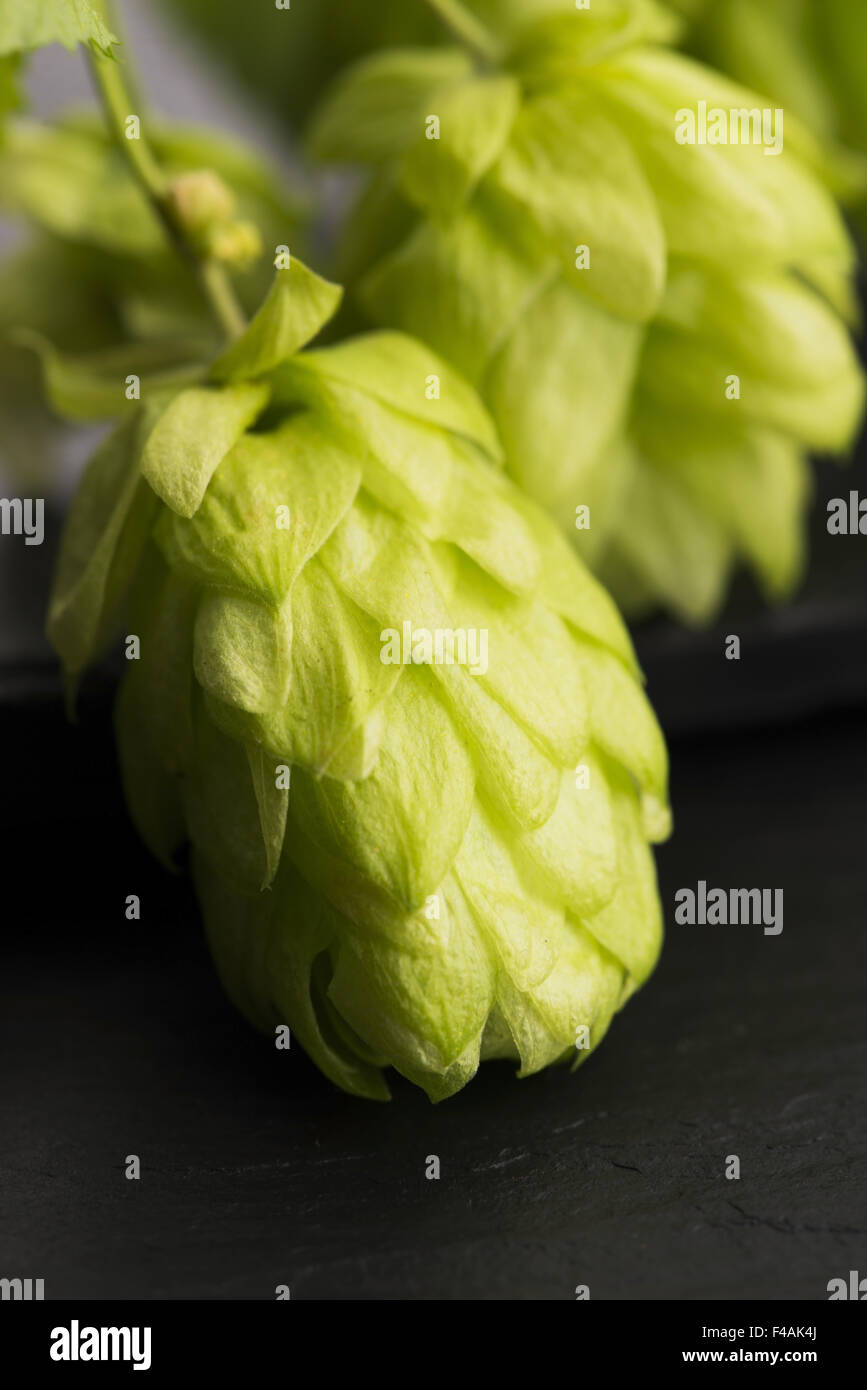 Fresh green hop cones Stock Photo - Alamy
