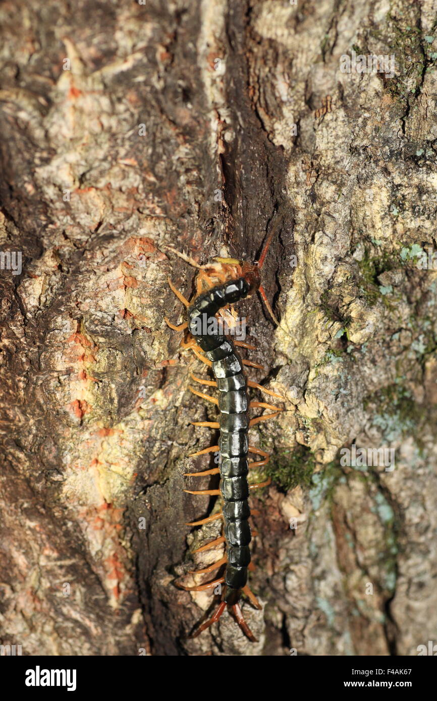 Centipede in Japan Stock Photo - Alamy