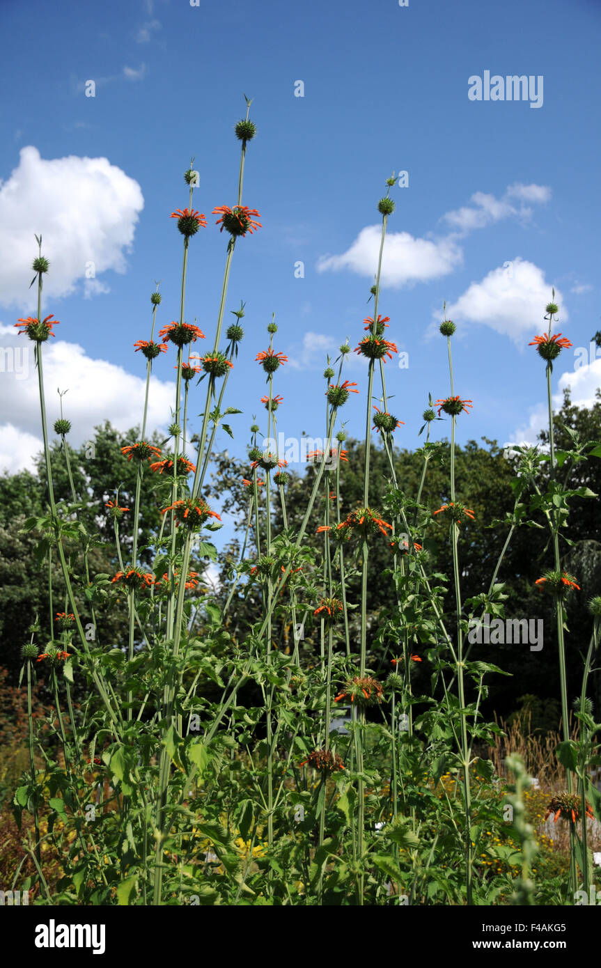Lion's ear plant hi-res stock photography and images - Alamy