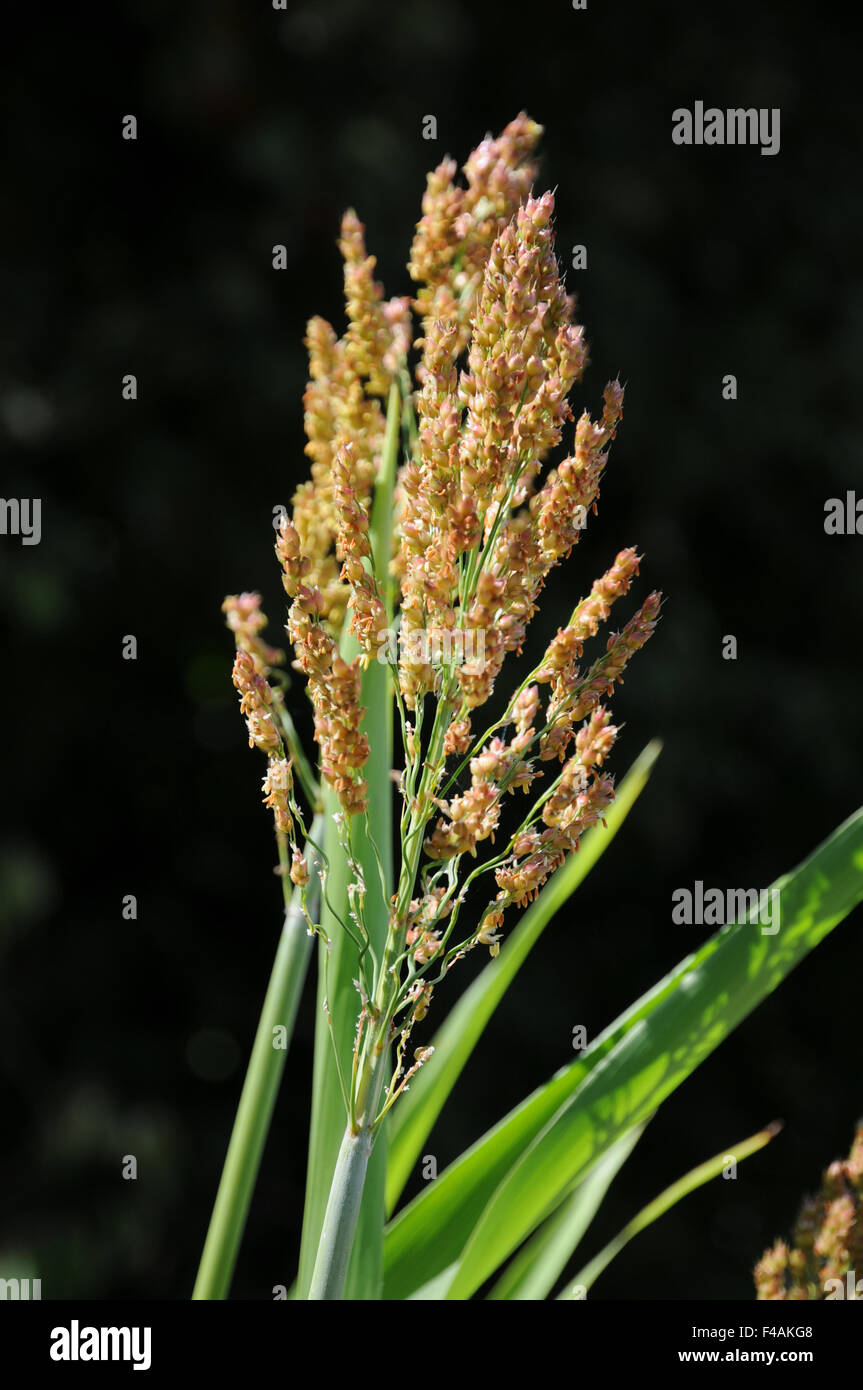 Borst gras hi-res stock photography and images - Alamy