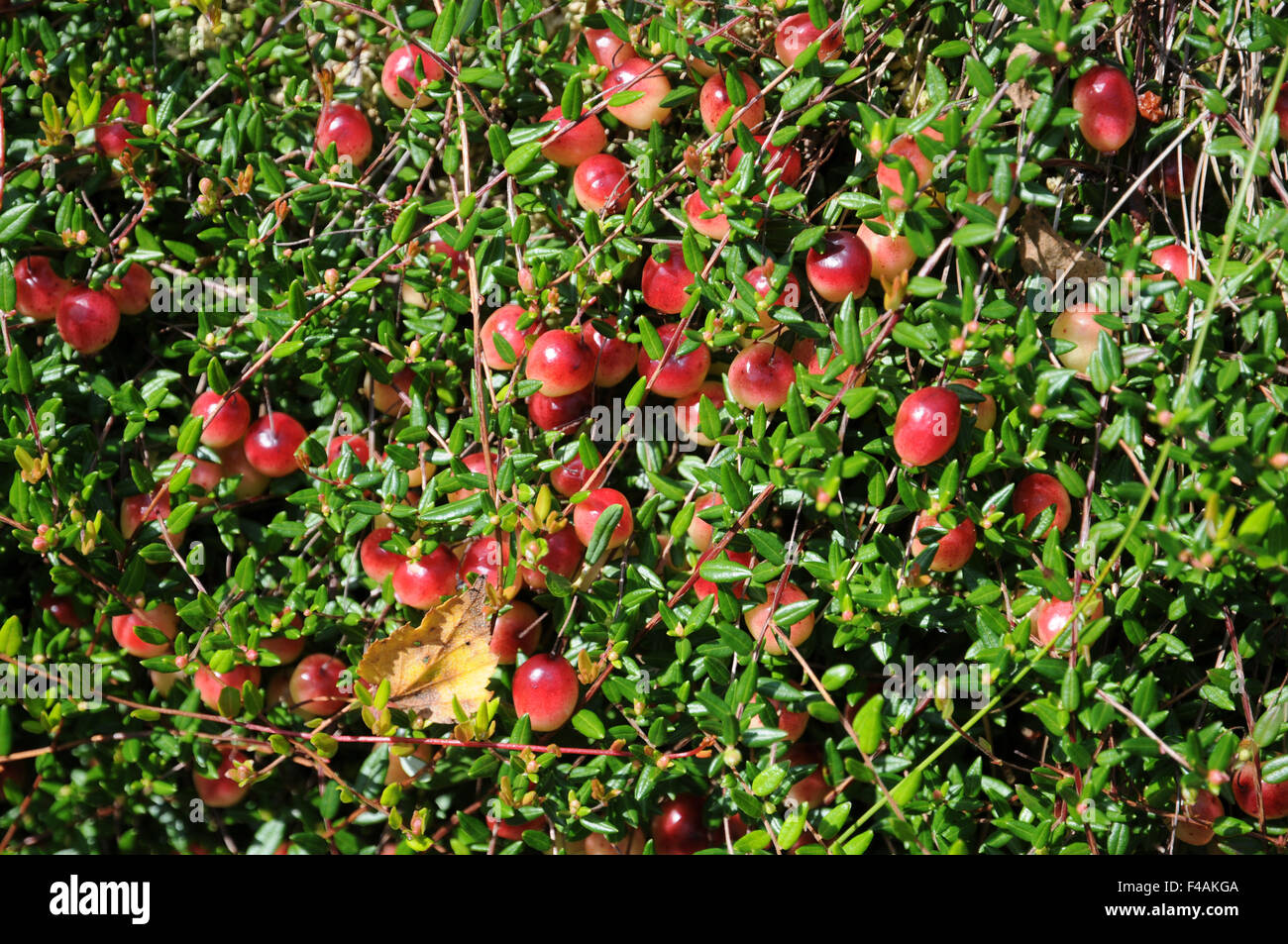 Moorbeere High Resolution Stock Photography and Images - Alamy