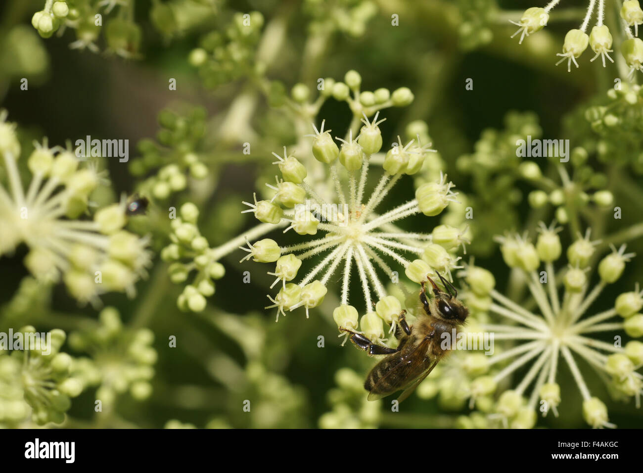 Japanese angelica tree Stock Photo - Alamy