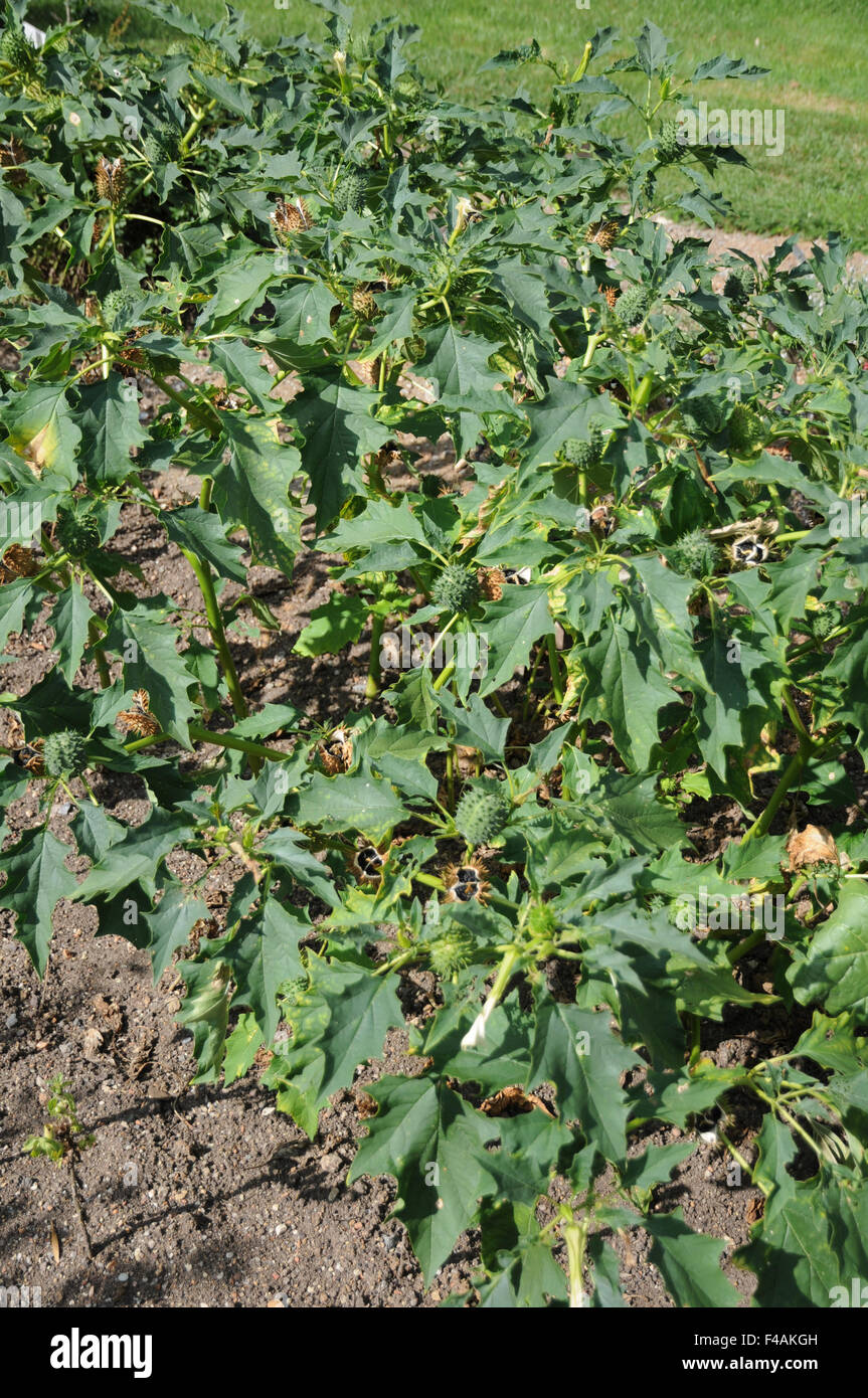 Loco weed hi-res stock photography and images - Alamy