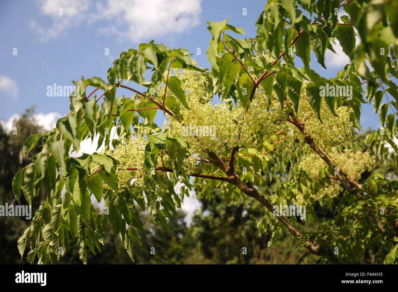 Japanese angelica tree Stock Photo - Alamy