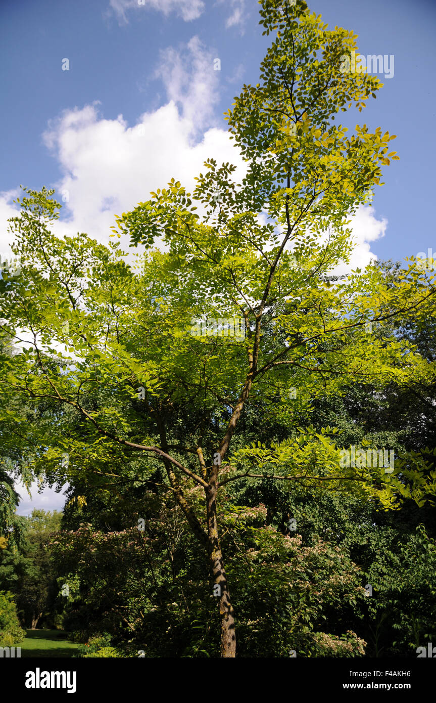 Amur maackia maackia amurensis hi-res stock photography and images - Alamy