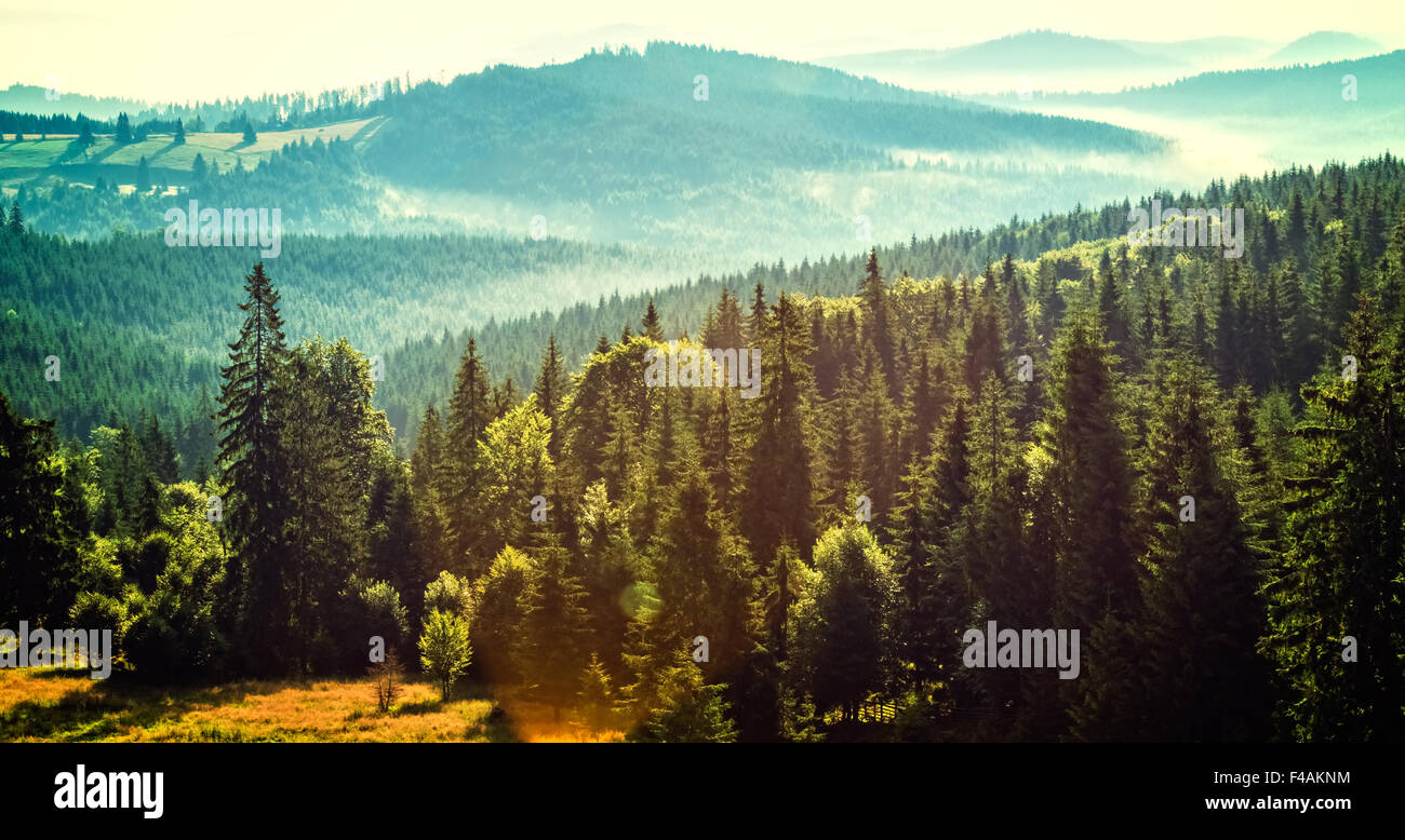 Mountain forest landscape Stock Photo - Alamy