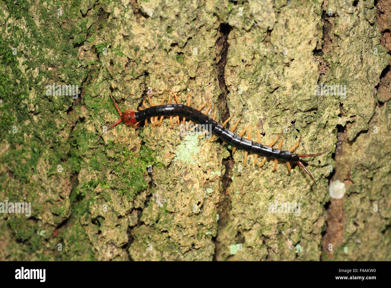 Centipede in Japan Stock Photo - Alamy