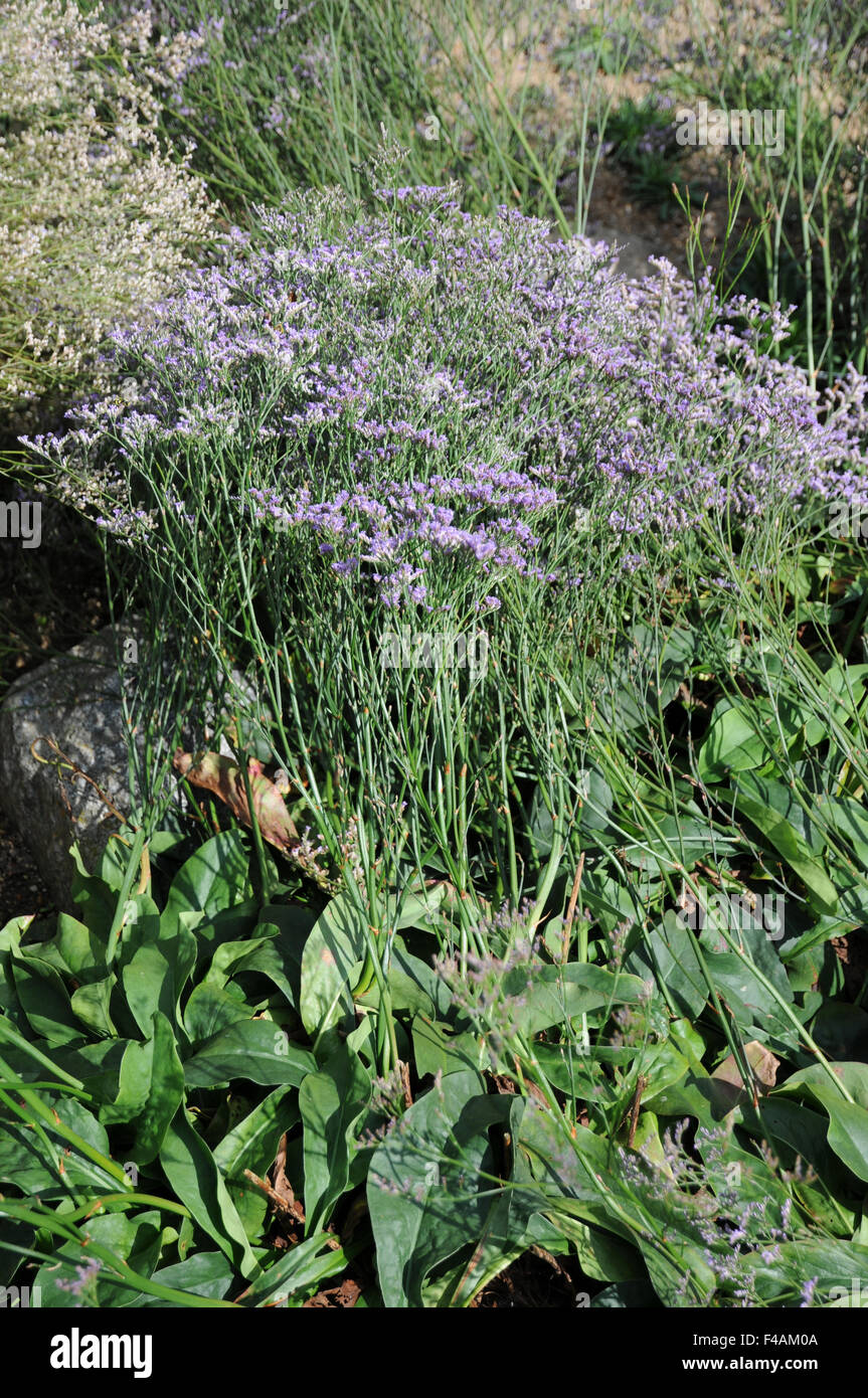 Limonium latifolium sea lavender hi-res stock photography and images ...