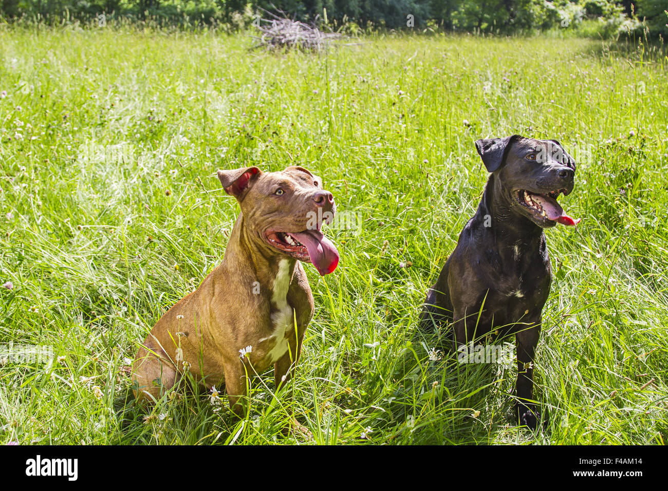 Dog days of summer Stock Photo - Alamy