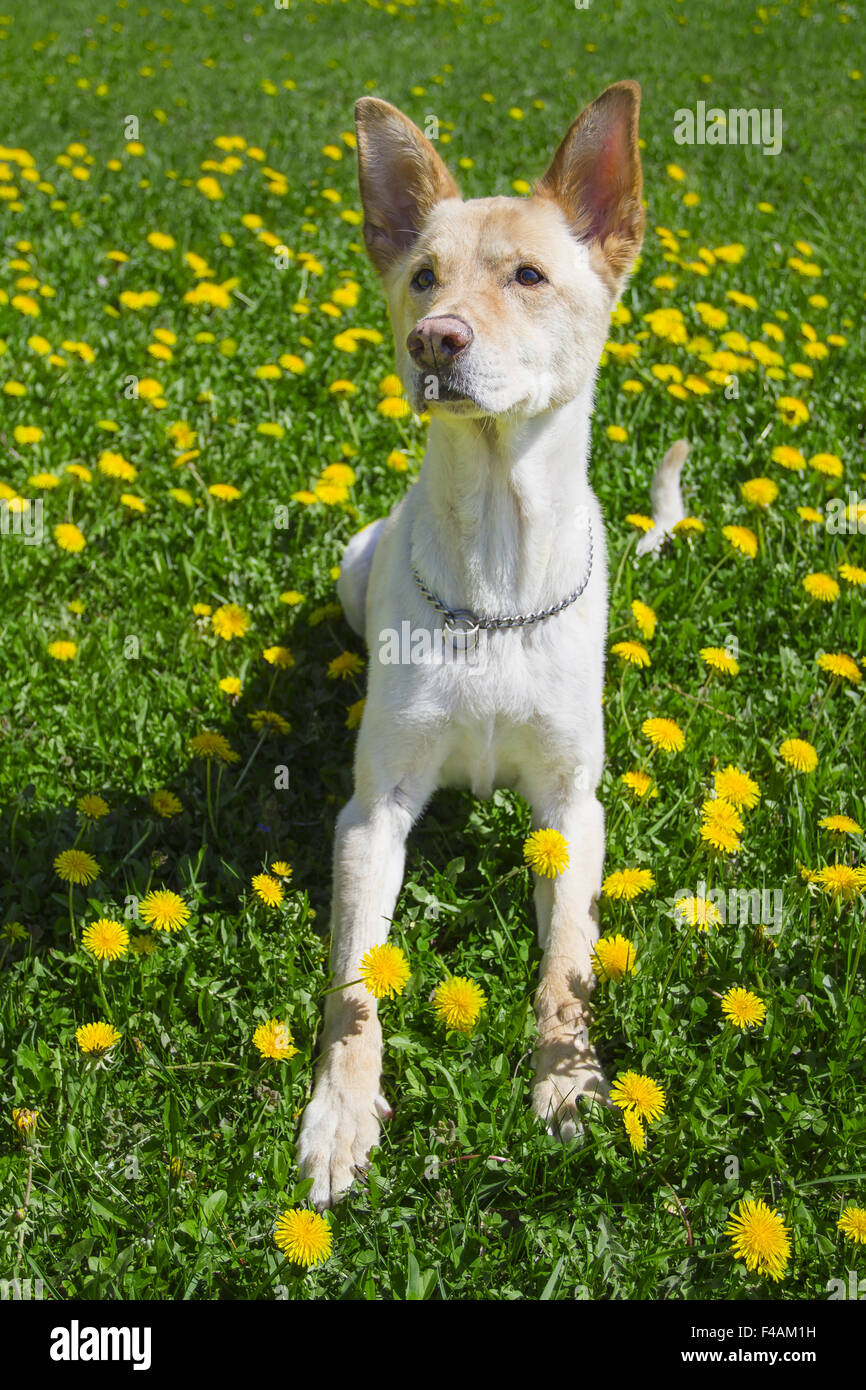 Rising animal hi-res stock photography and images - Alamy