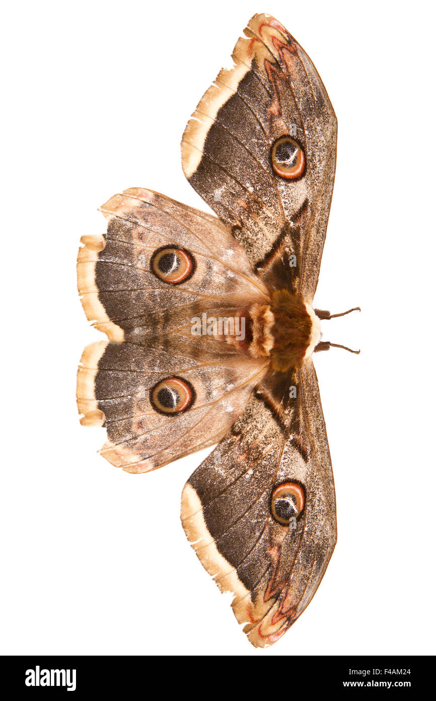 beautiful giant silk moth butterfly Stock Photo - Alamy