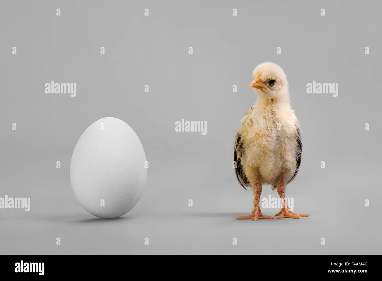 chick and egg Stock Photo - Alamy