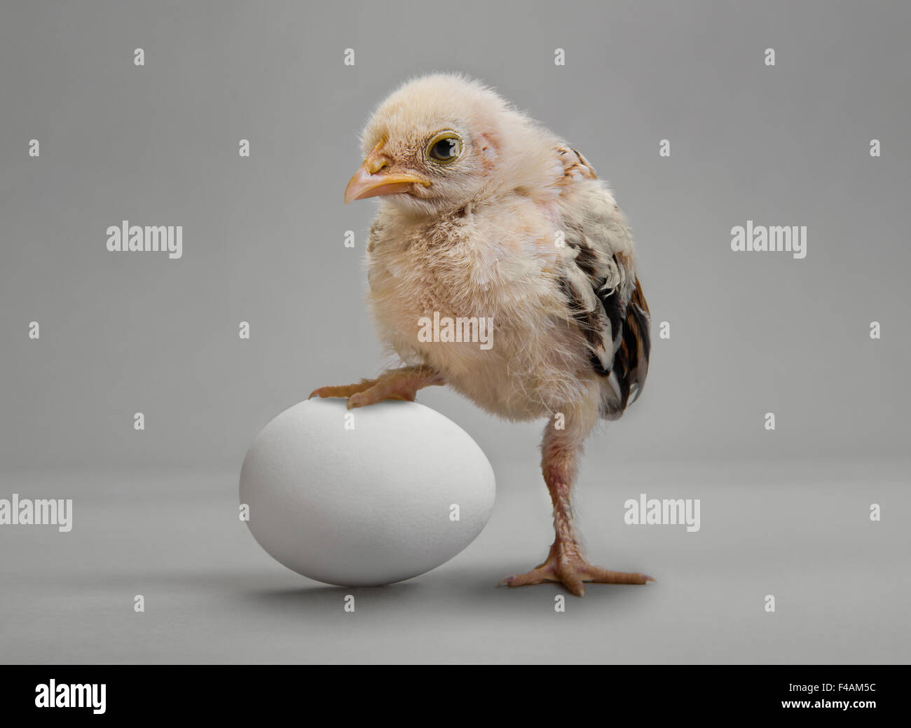 Chick egg hi-res stock photography and images - Alamy