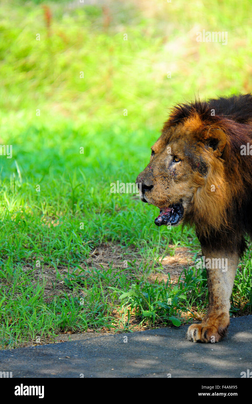 A Lion is walking Stock Photo - Alamy