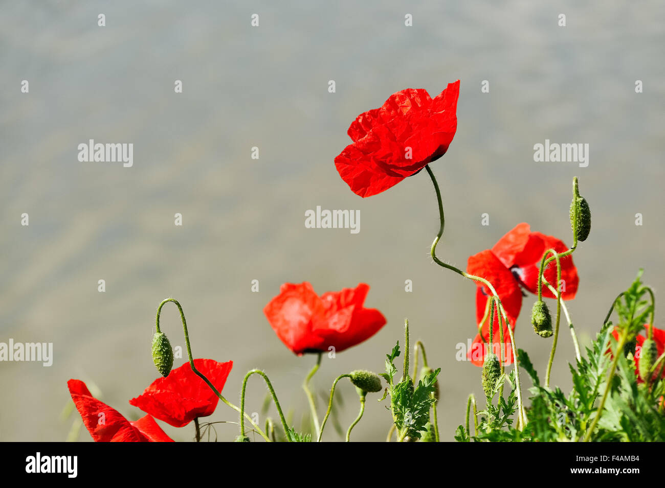 Poppy on water Stock Photo - Alamy