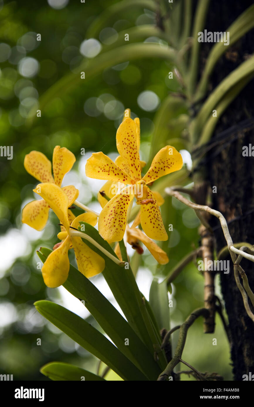 Yellow orchid flowers Stock Photo - Alamy
