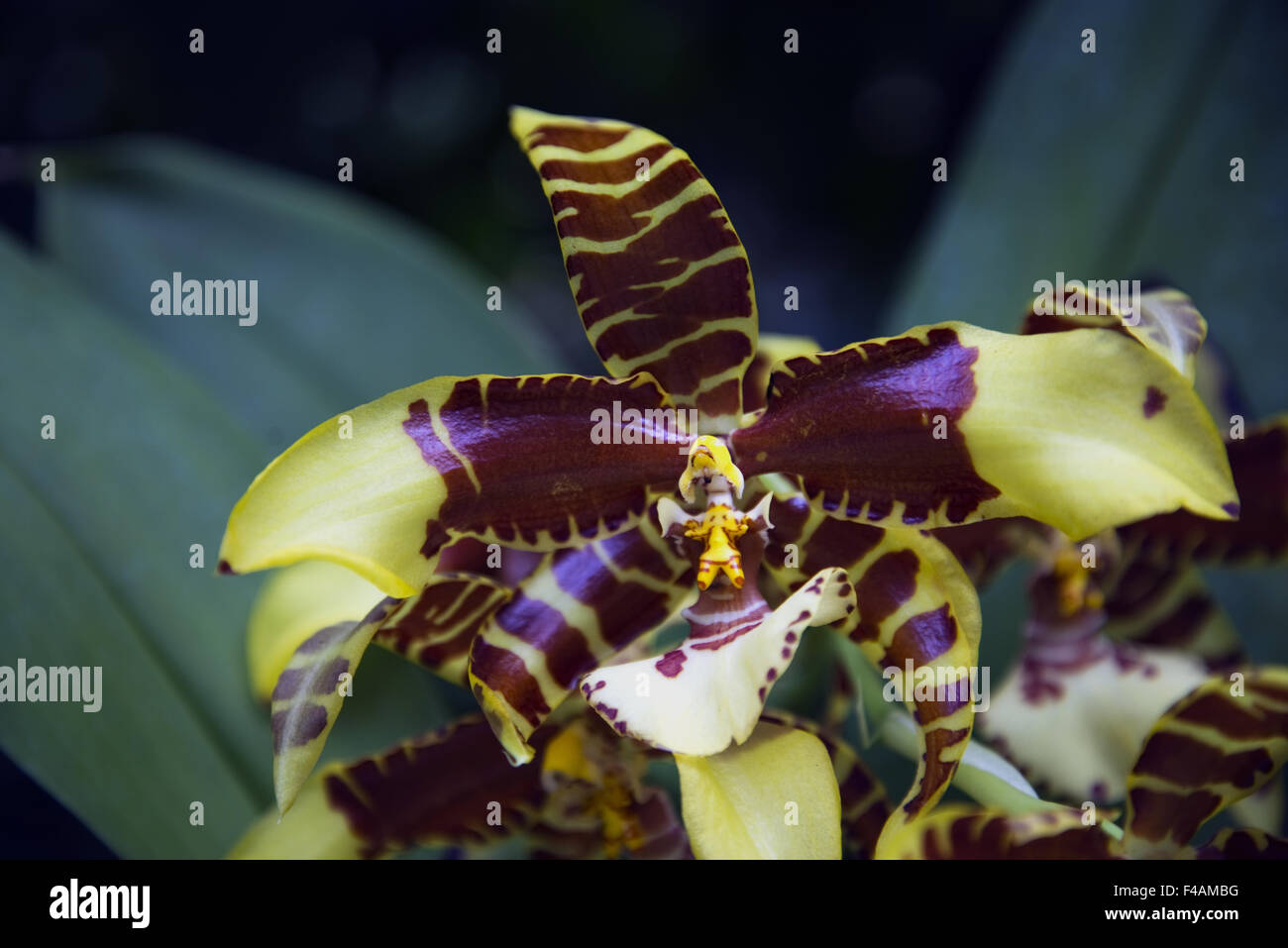 Tropische orchidee hi-res stock photography and images - Alamy
