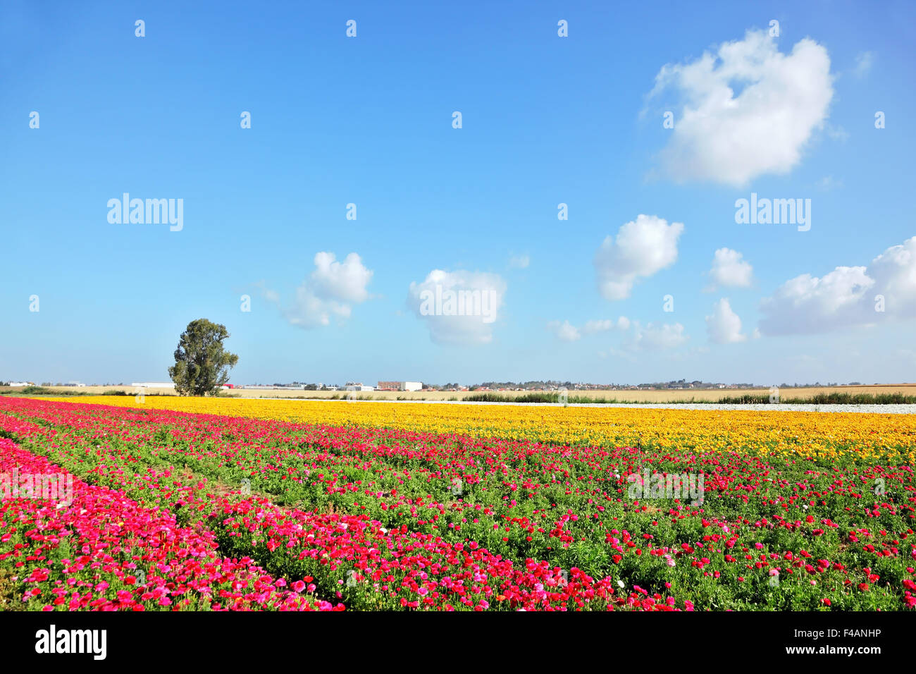 Israel in spring hi-res stock photography and images - Alamy