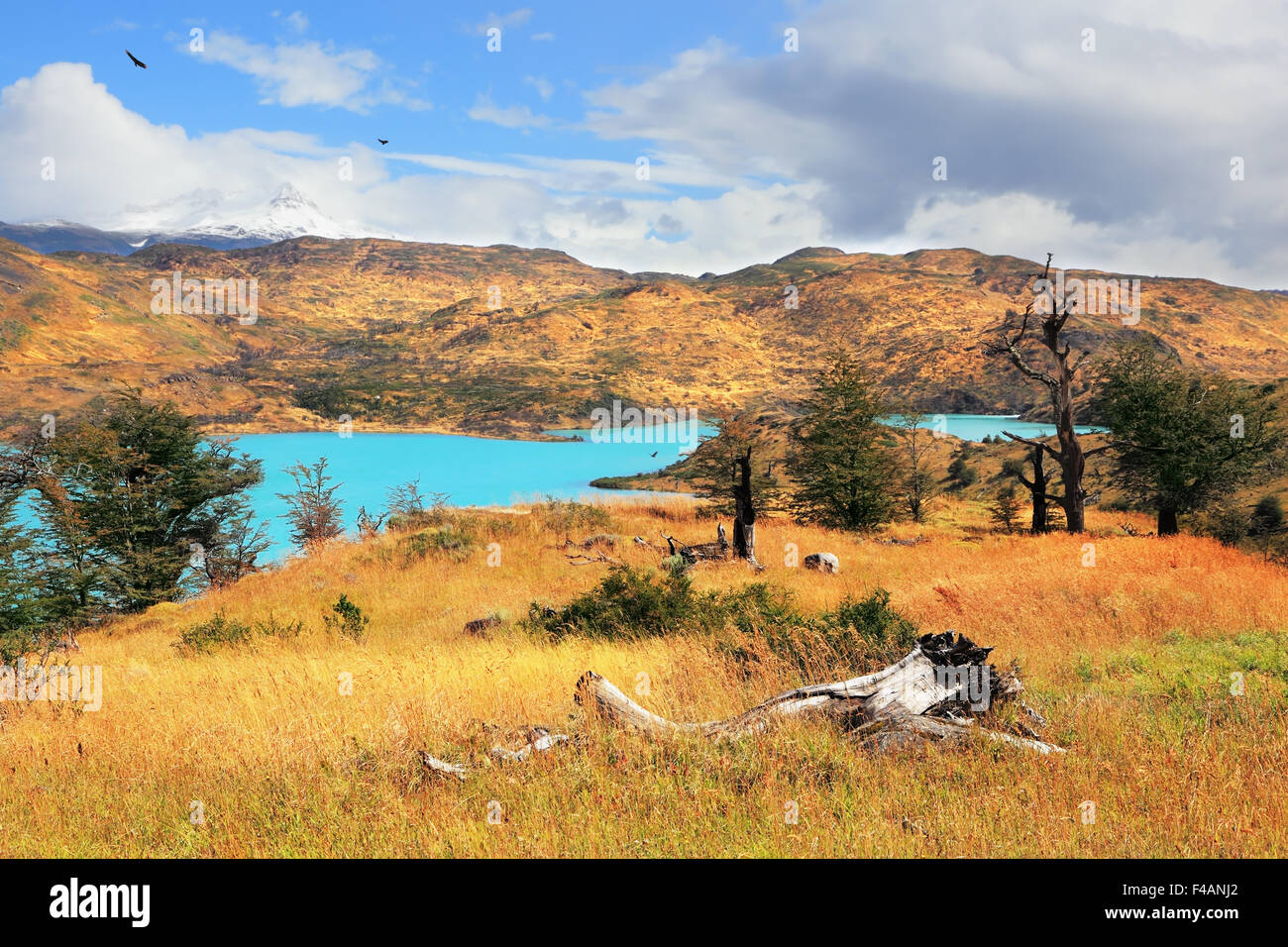 Cold emerald waters of the Rio Serrano Stock Photo - Alamy