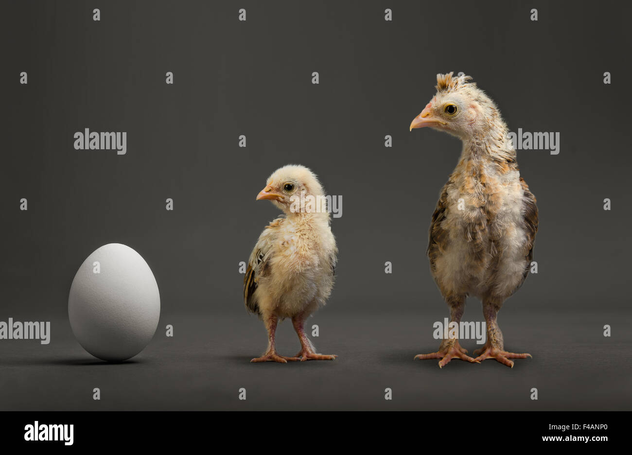 chick and egg Stock Photo - Alamy