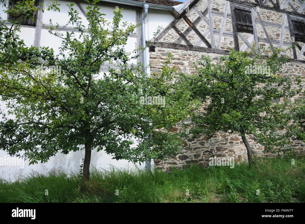 Damson tree hi-res stock photography and images - Alamy