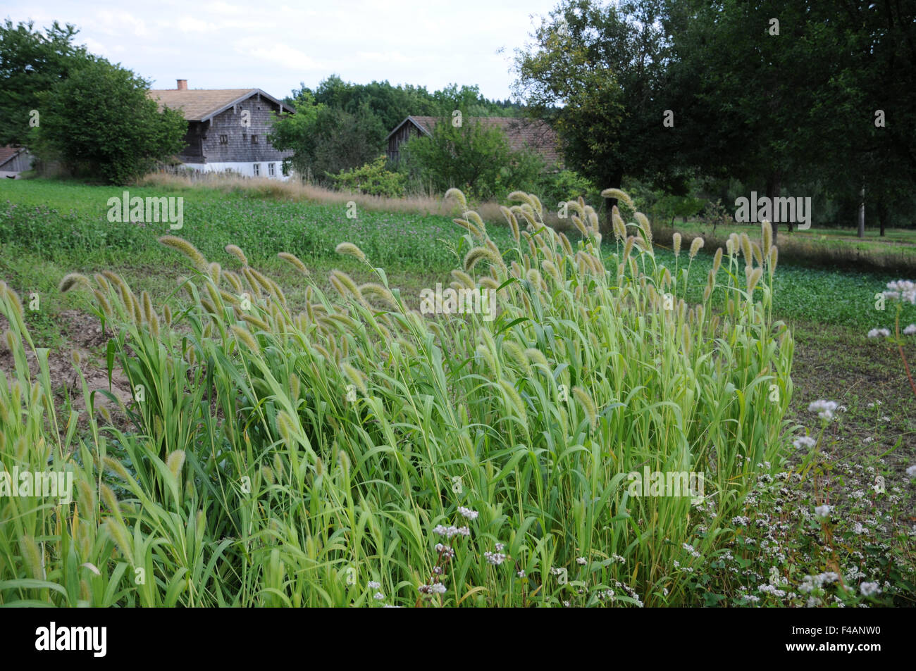 Foxtail millet crop hi-res stock photography and images - Alamy