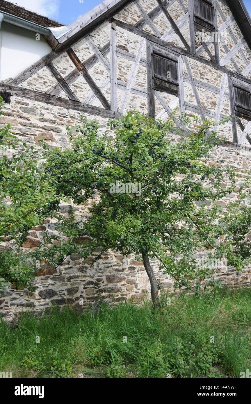 Damson plum hi-res stock photography and images - Alamy