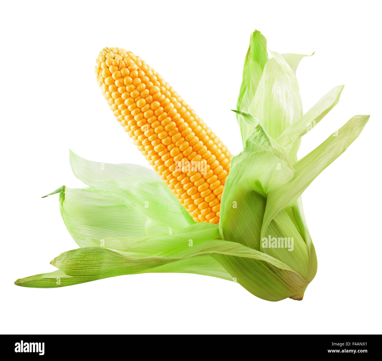 Wet corn hi-res stock photography and images - Alamy