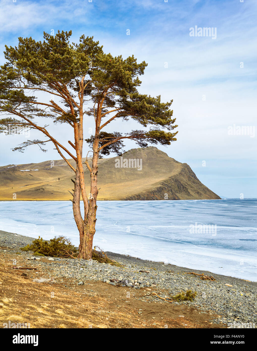 Conifer tree russia hi-res stock photography and images - Alamy