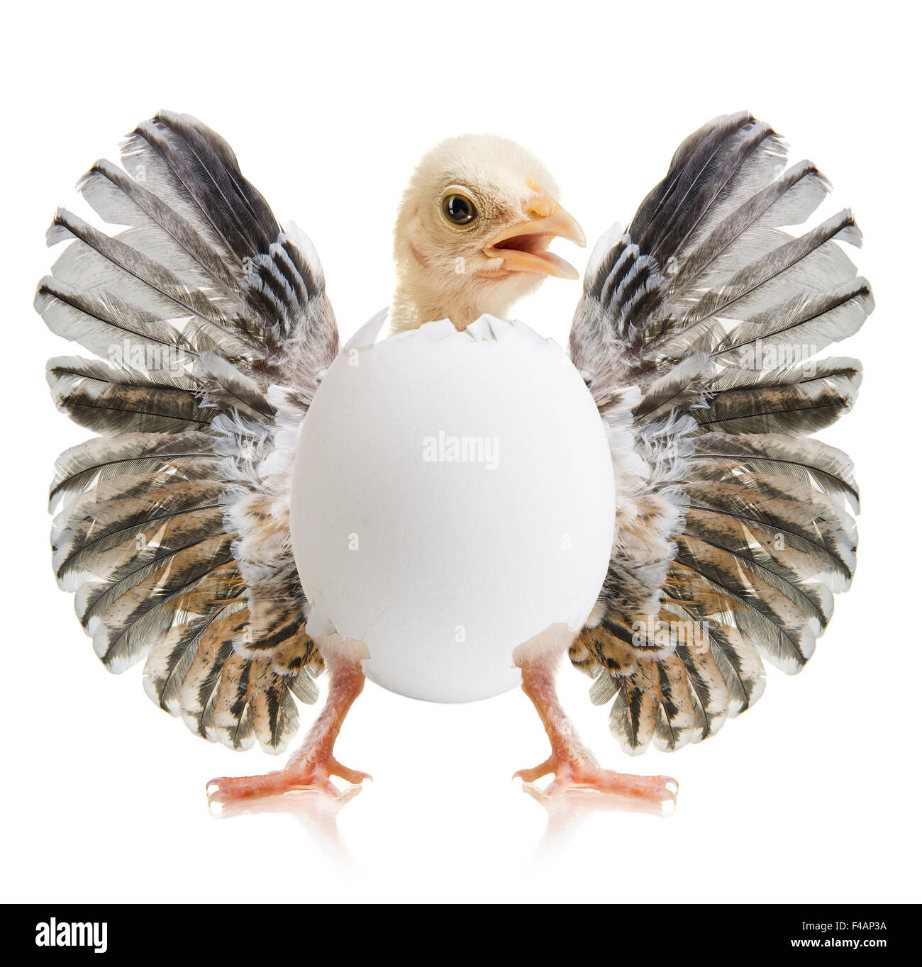 Droll Cut Out Stock Images & Pictures - Alamy