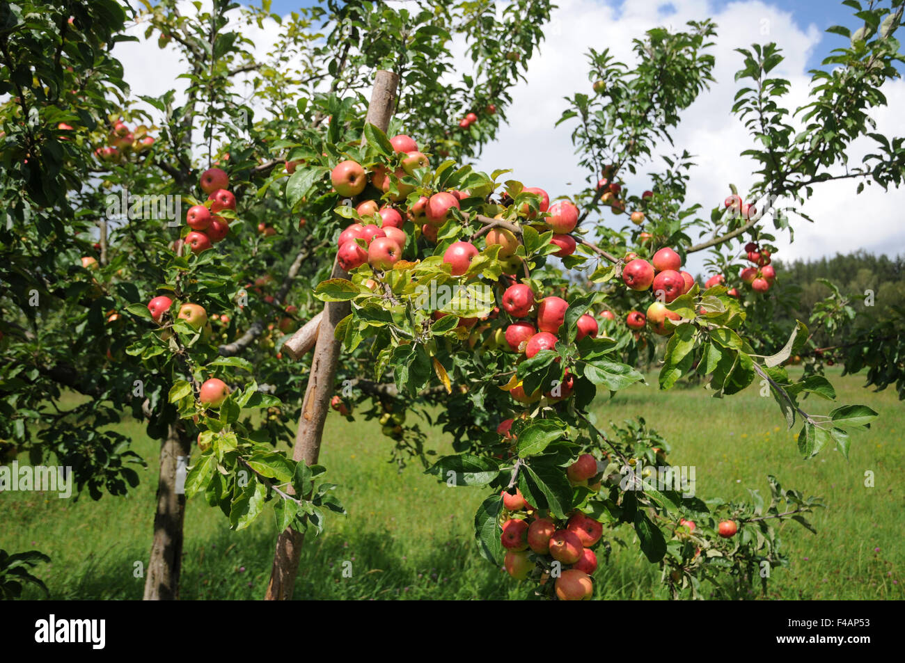 Apple tree Stock Photo - Alamy