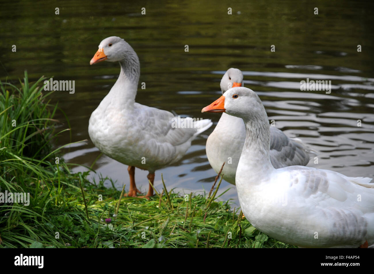 Bayerische tiere hi-res stock photography and images - Alamy