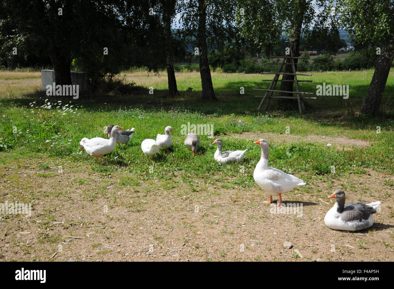 Domestic geese hi-res stock photography and images - Alamy