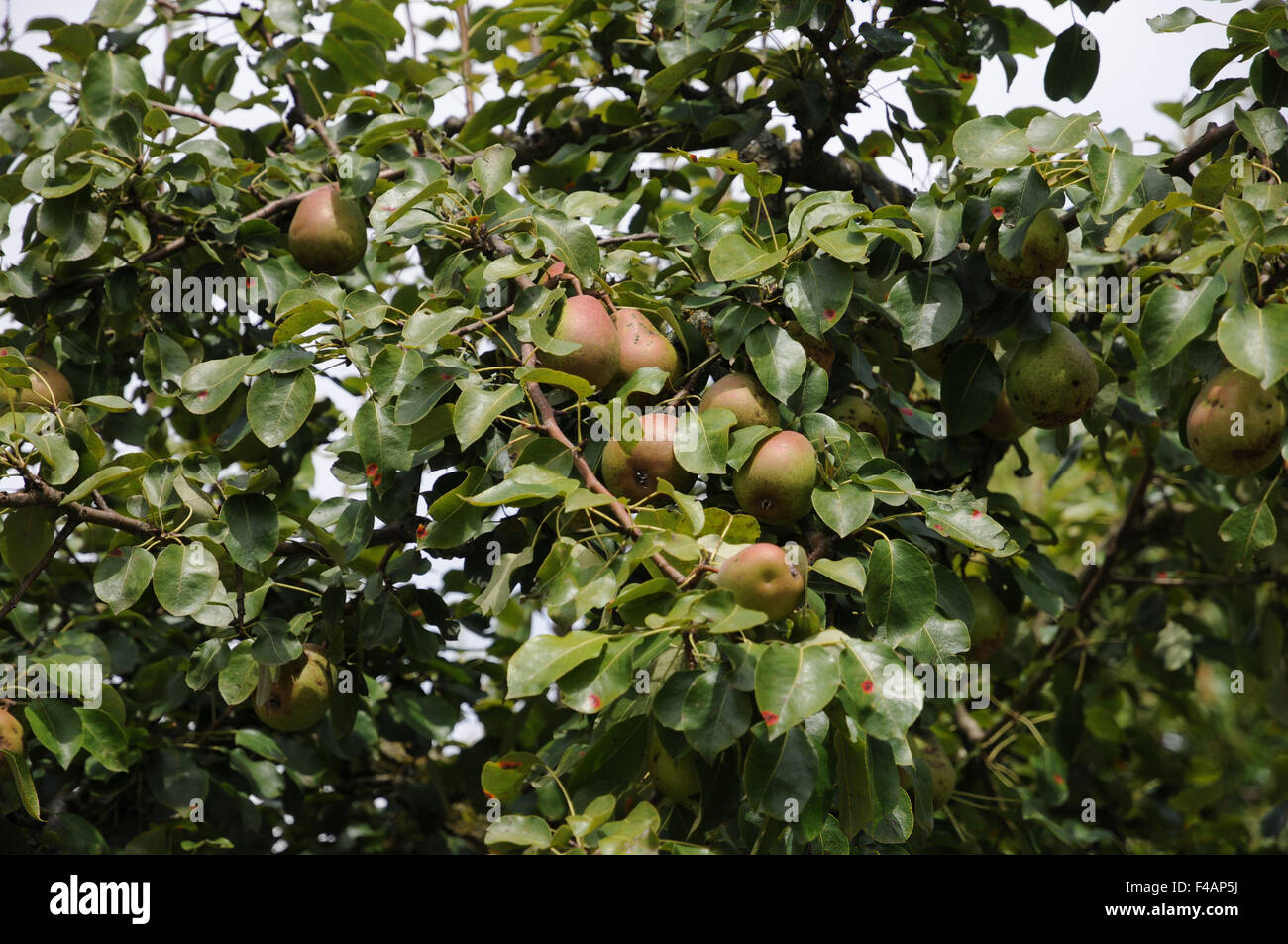 Alexander lucas pears hi-res stock photography and images - Alamy