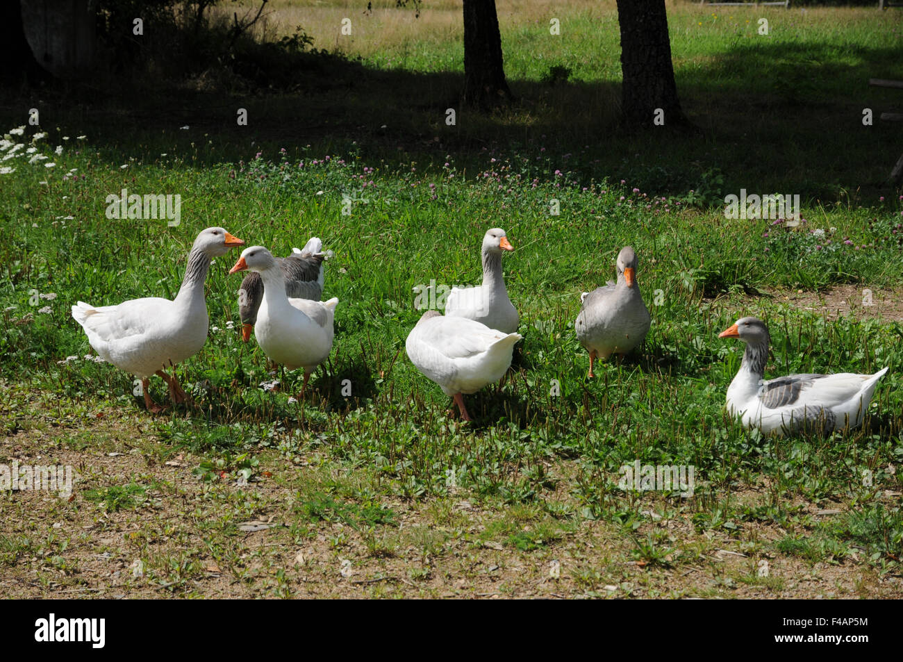 Domestic geese hi-res stock photography and images - Alamy