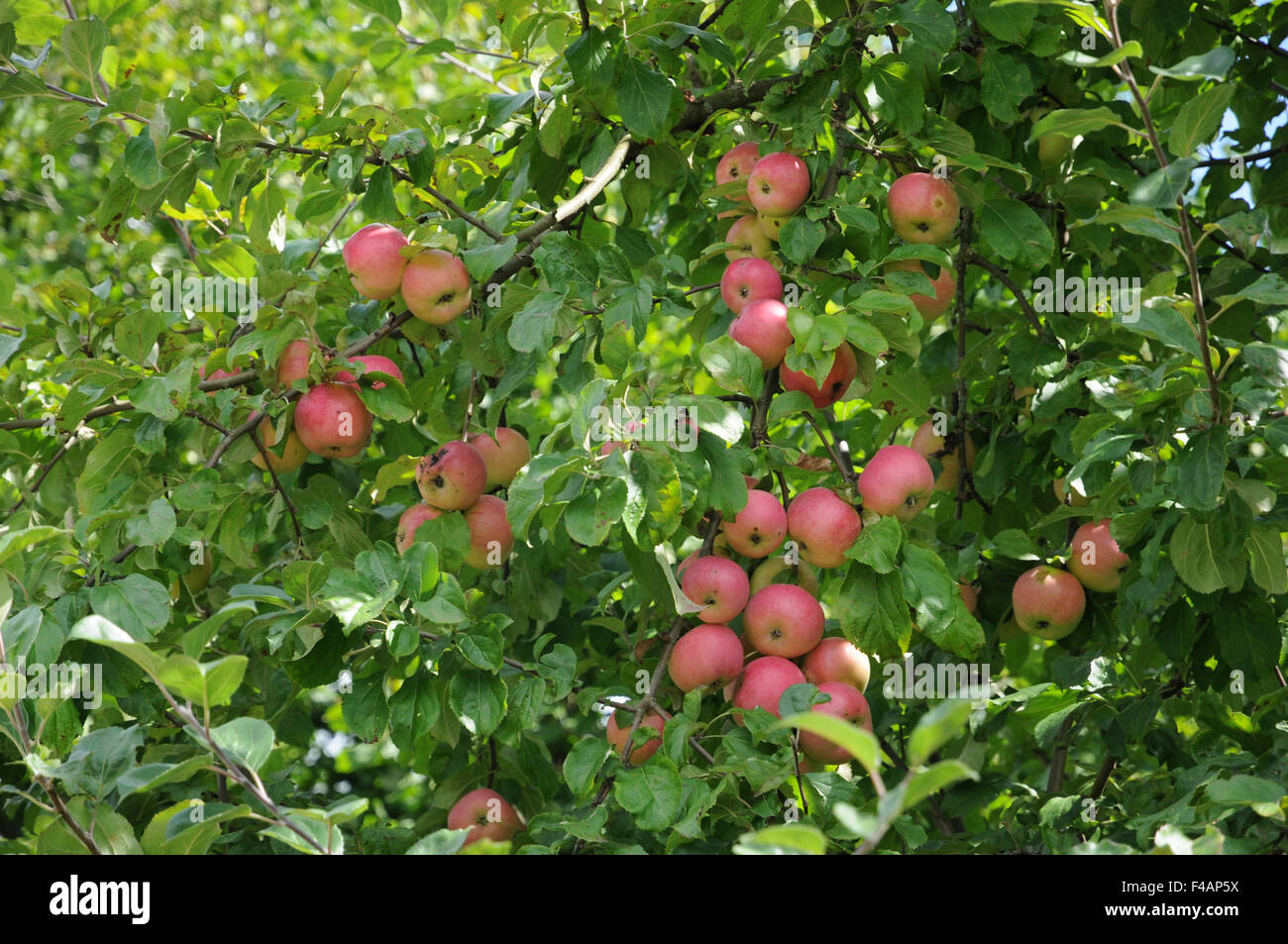 In apple tree hi-res stock photography and images - Alamy