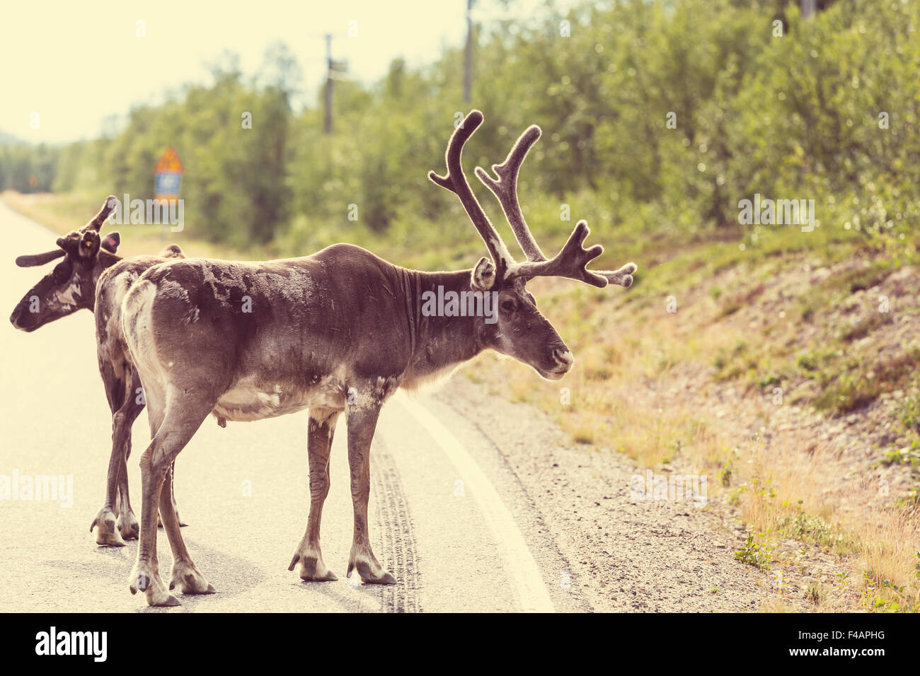 Tundra raindeer hi-res stock photography and images - Alamy