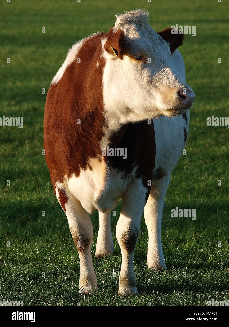 Rotbunt cow hi-res stock photography and images - Alamy