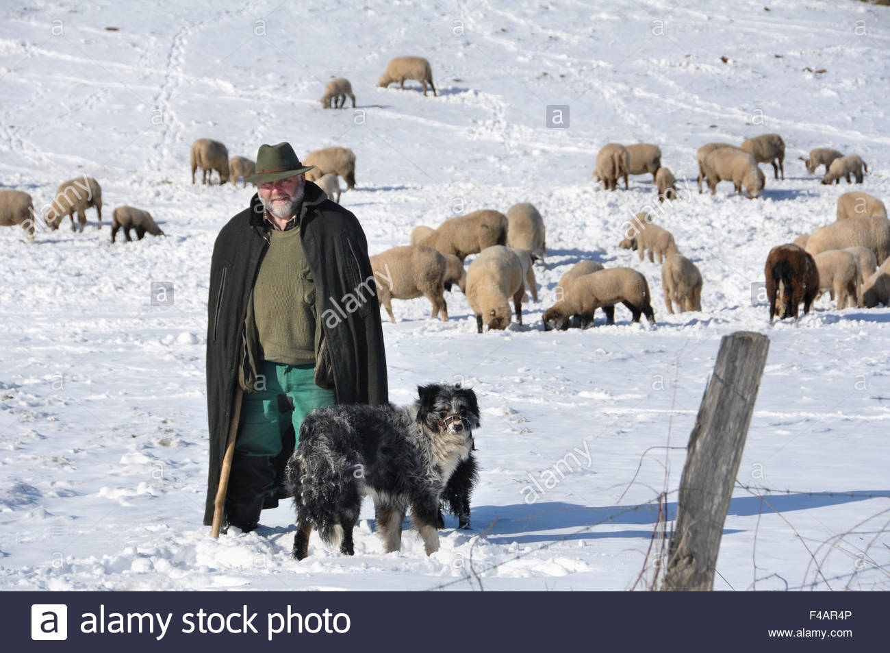 Sheperd Sheep Stock Photos & Sheperd Sheep Stock Images - Alamy