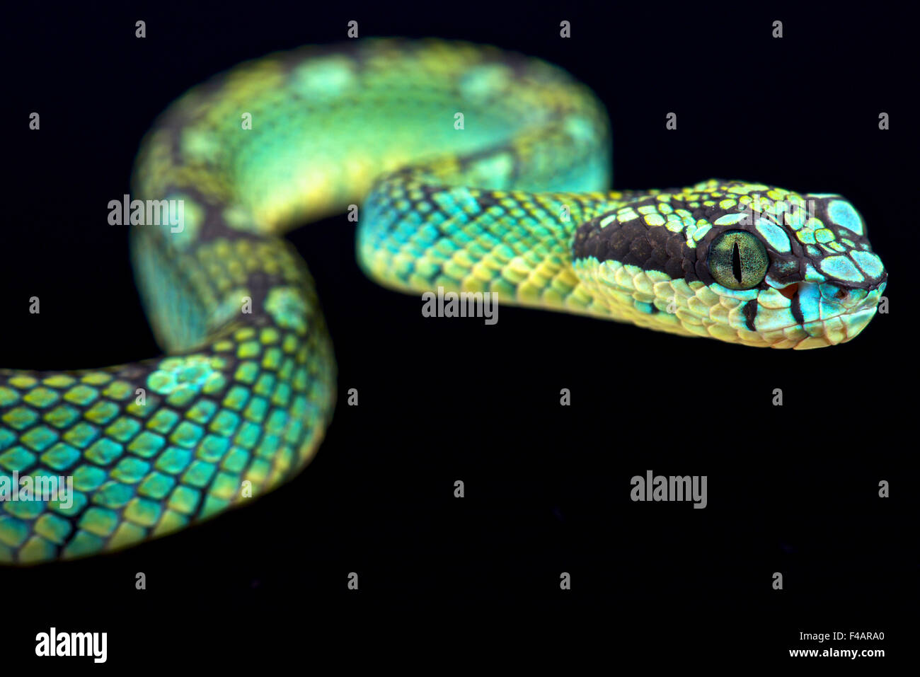 Green Horned Pit Viper