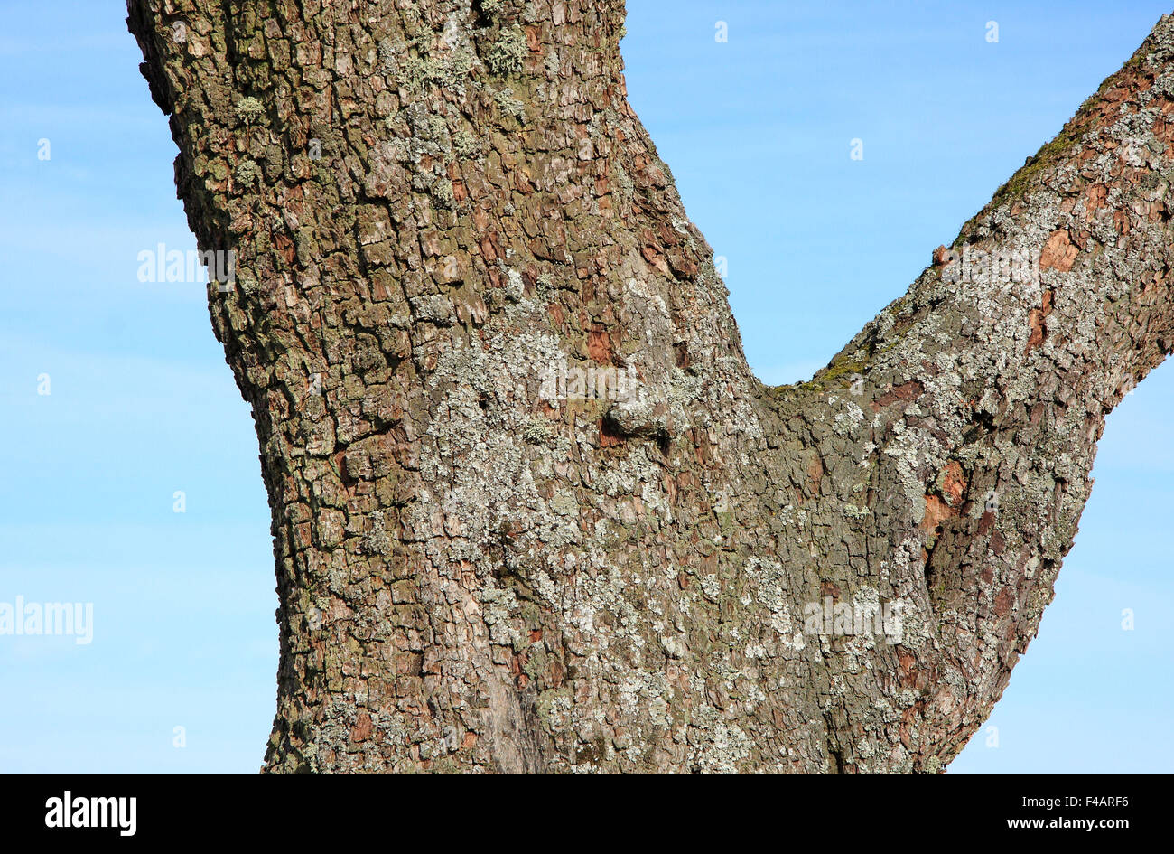 Barks hi-res stock photography and images - Alamy