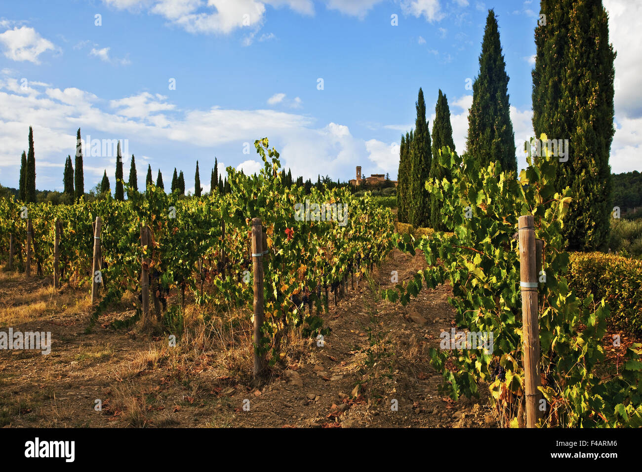 Chianti vineyards, Tuscany, Italy Stock Photo - Alamy