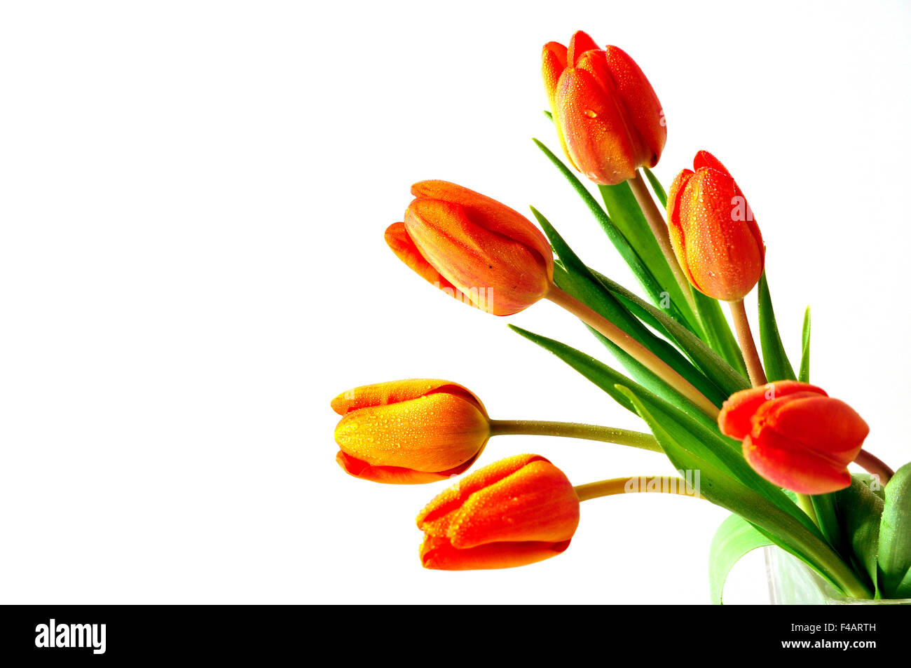 Spring flowers tulips Stock Photo - Alamy