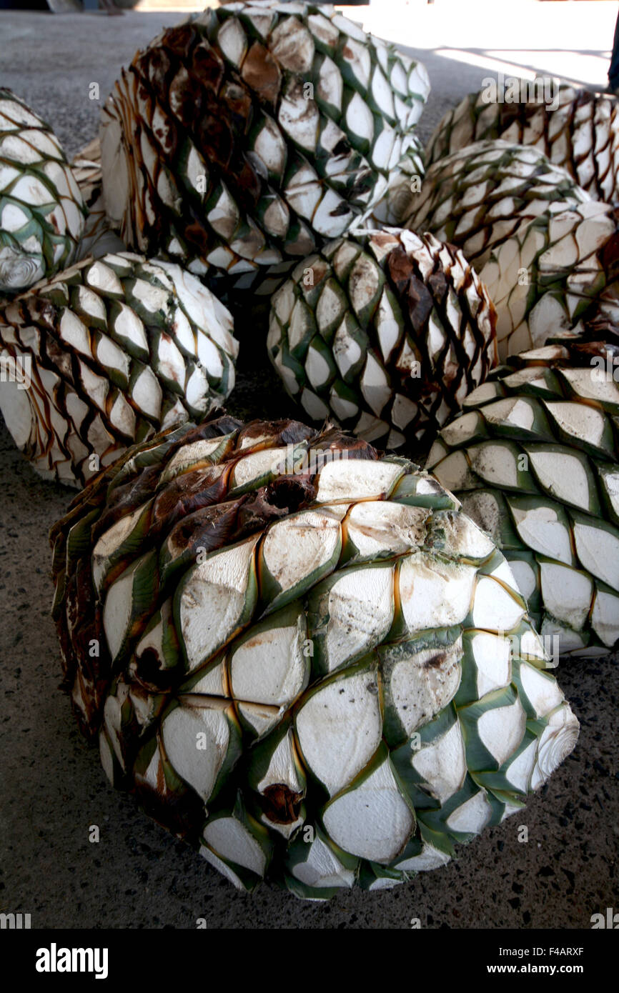 Agave Azul Agave Tequilana Stock Photos & Agave Azul Agave Tequilana ...