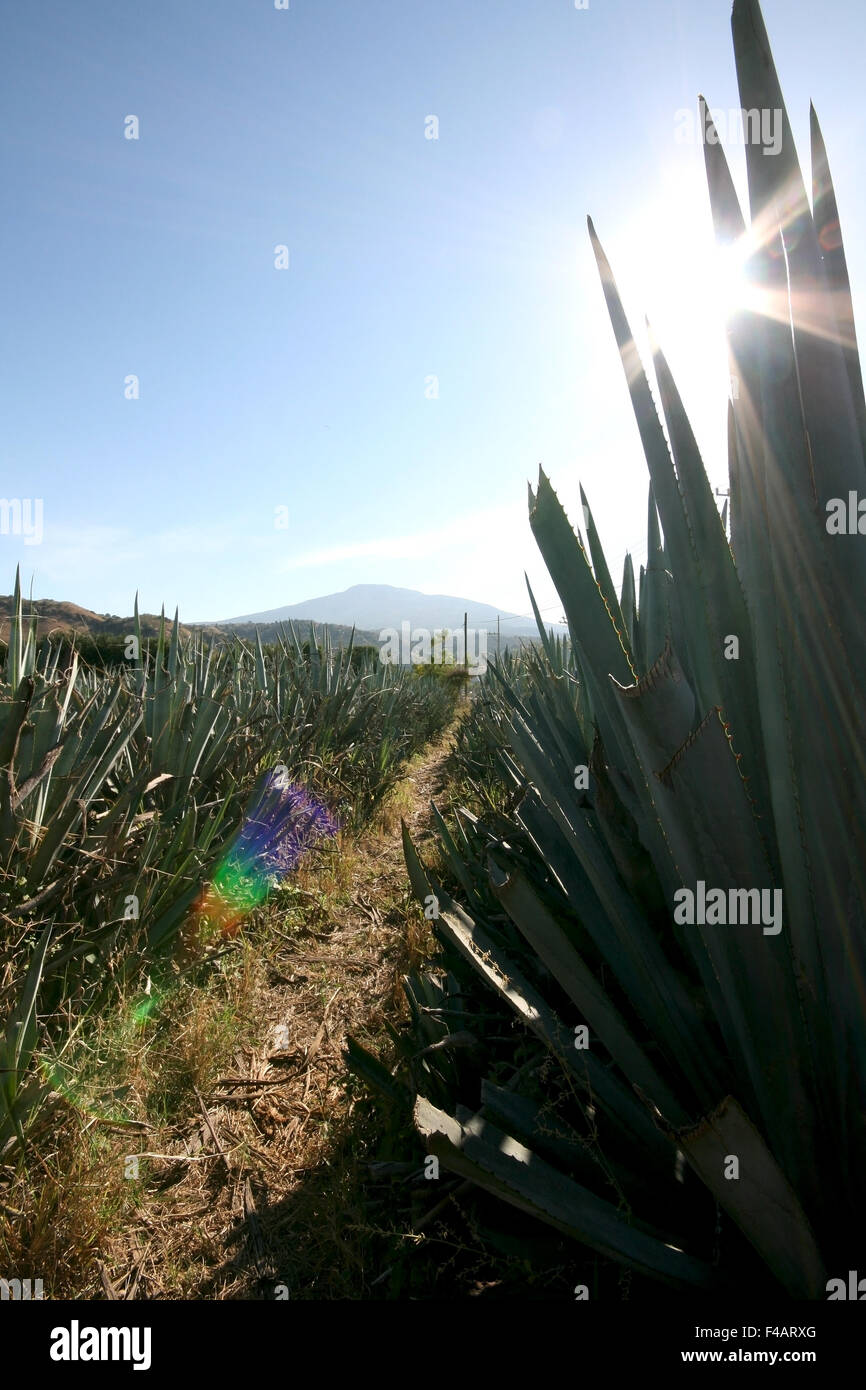 Blue agave hi-res stock photography and images - Alamy