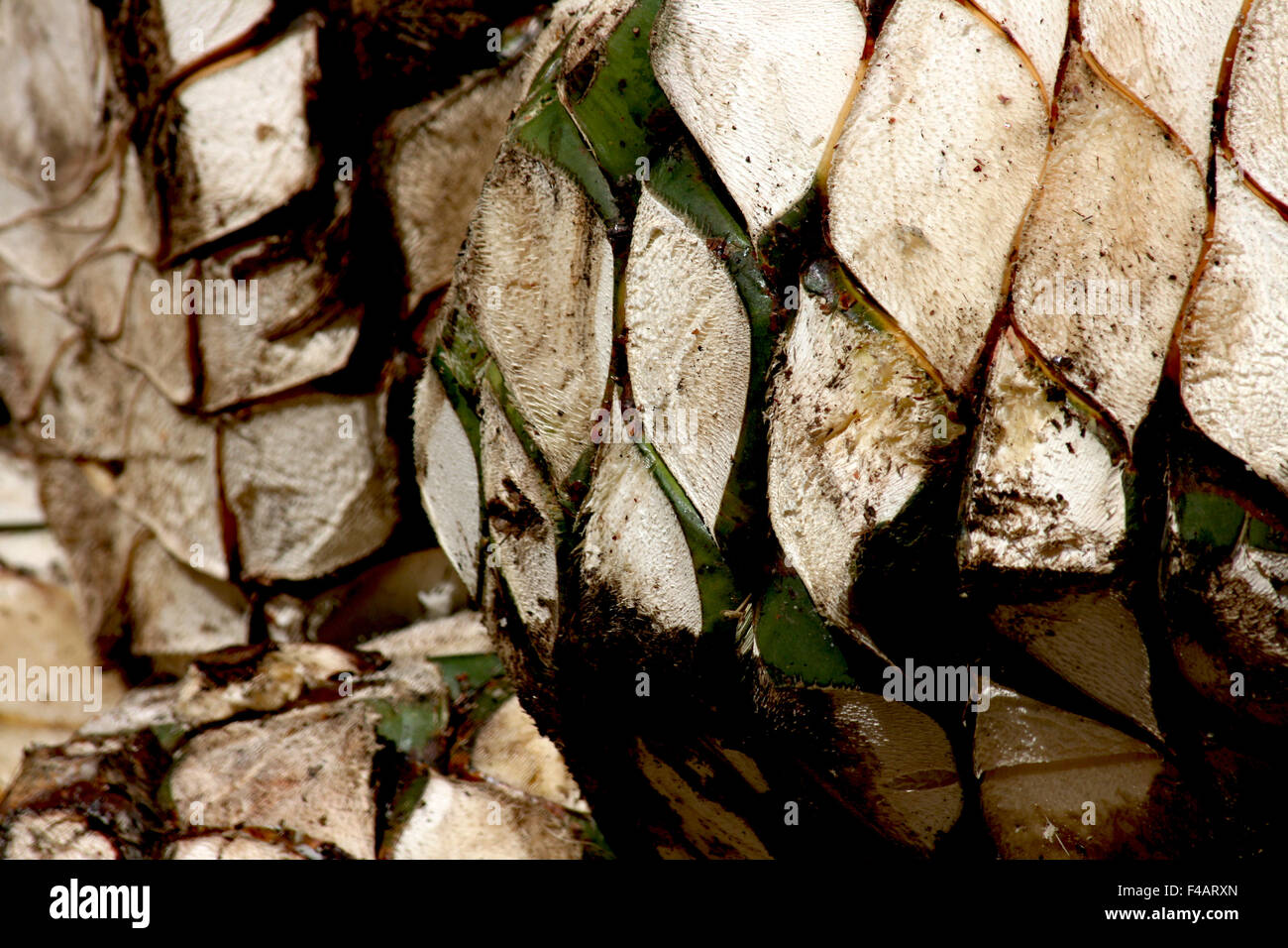 Agave azul hi-res stock photography and images - Alamy