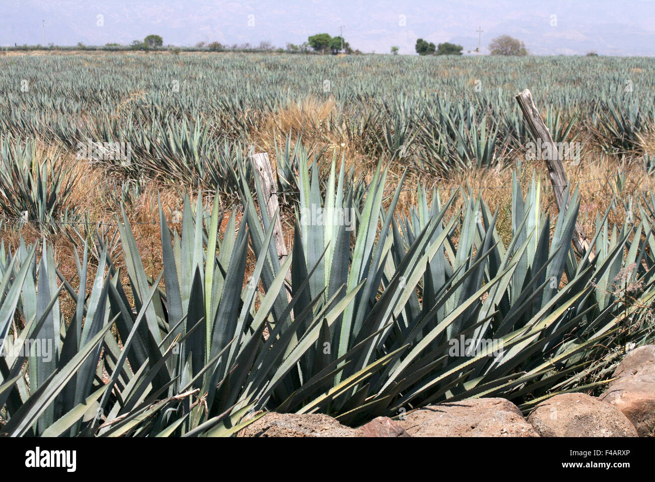 Agave tequilana hi-res stock photography and images - Alamy