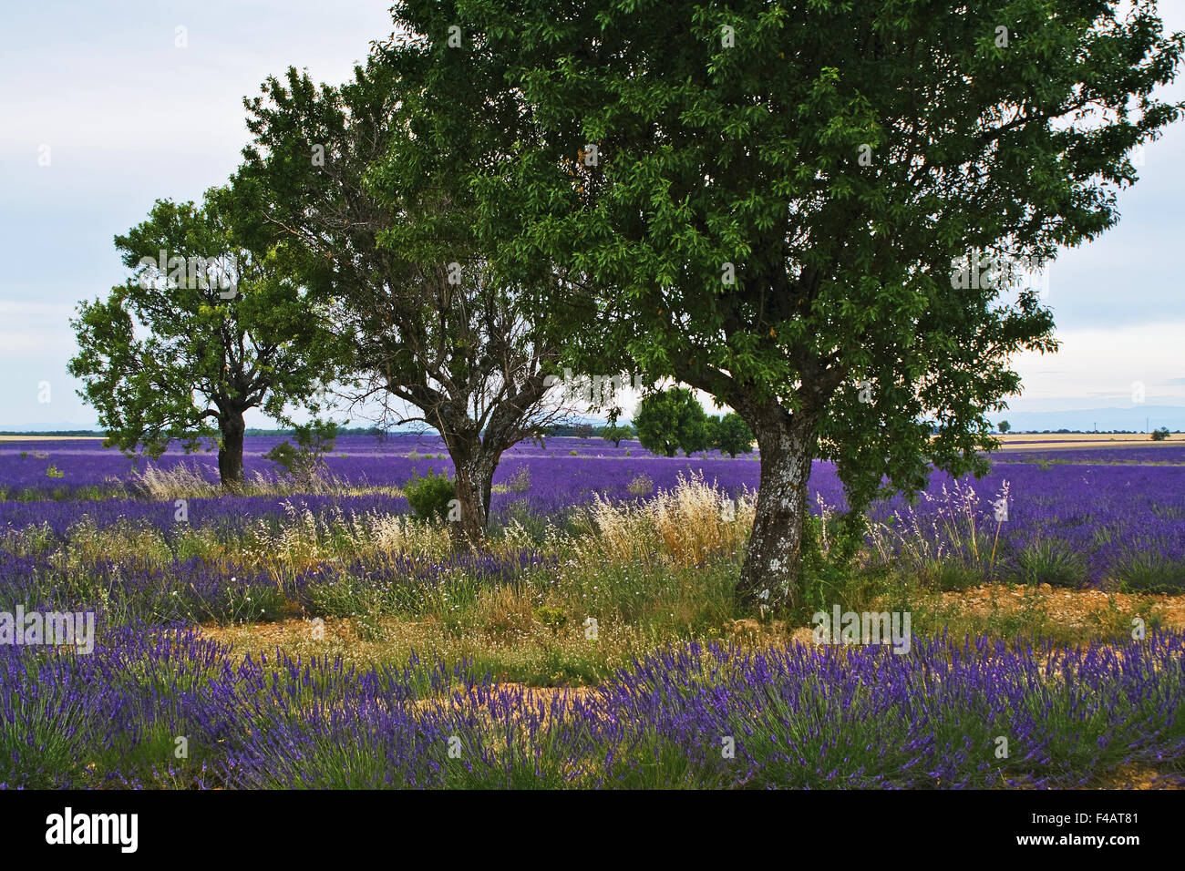 trees in lavender field, Provence, France Stock Photo - Alamy