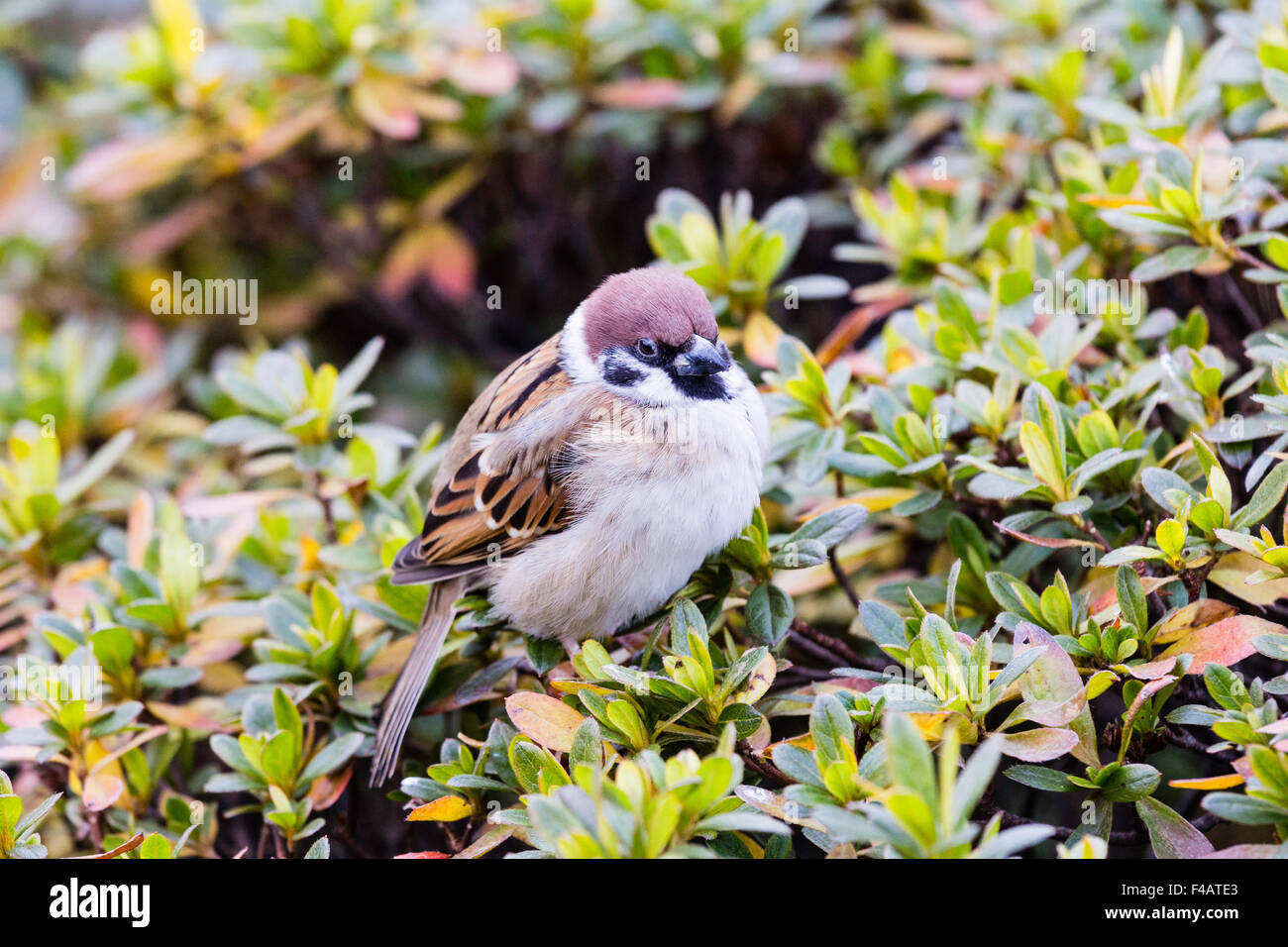 Eurasian tree sparrow standing hi-res stock photography and images - Alamy