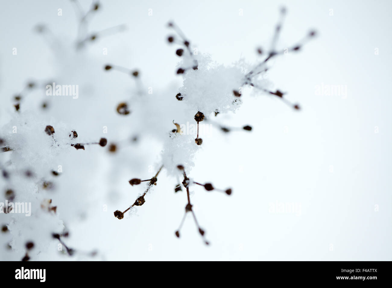 Branch limb twig hi-res stock photography and images - Alamy